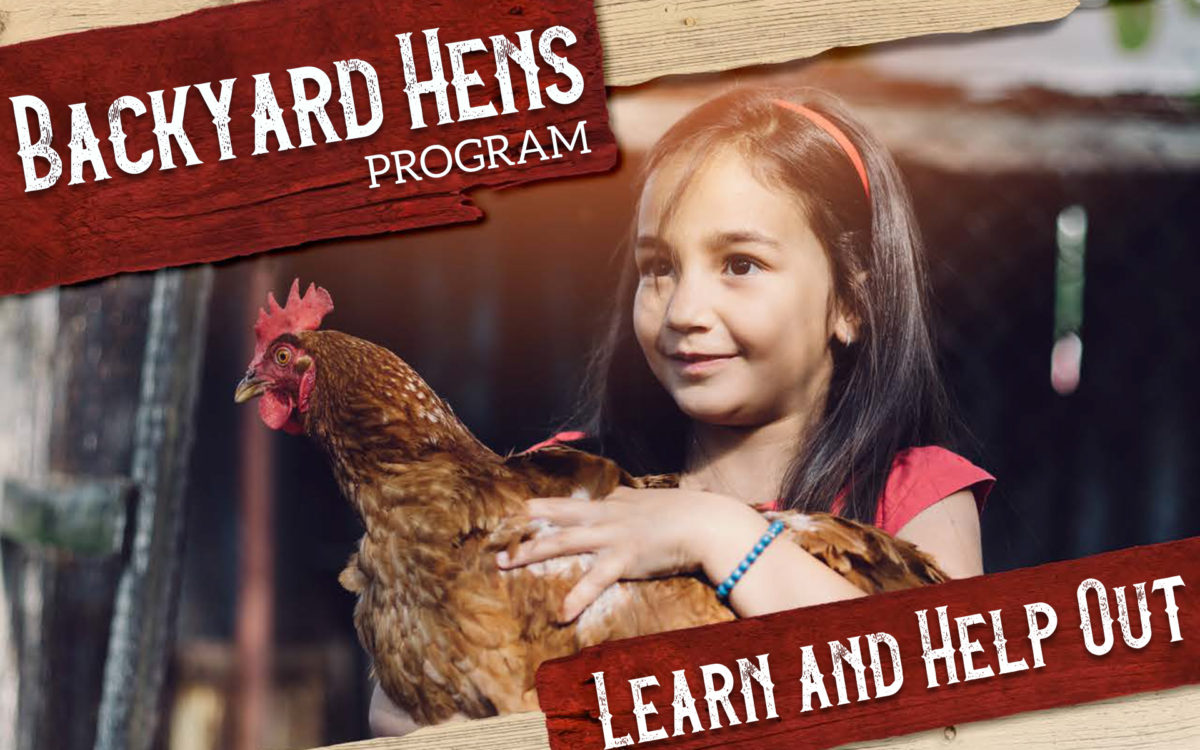 Learn About the Backyard Hens Program - NCN Family and Community ...